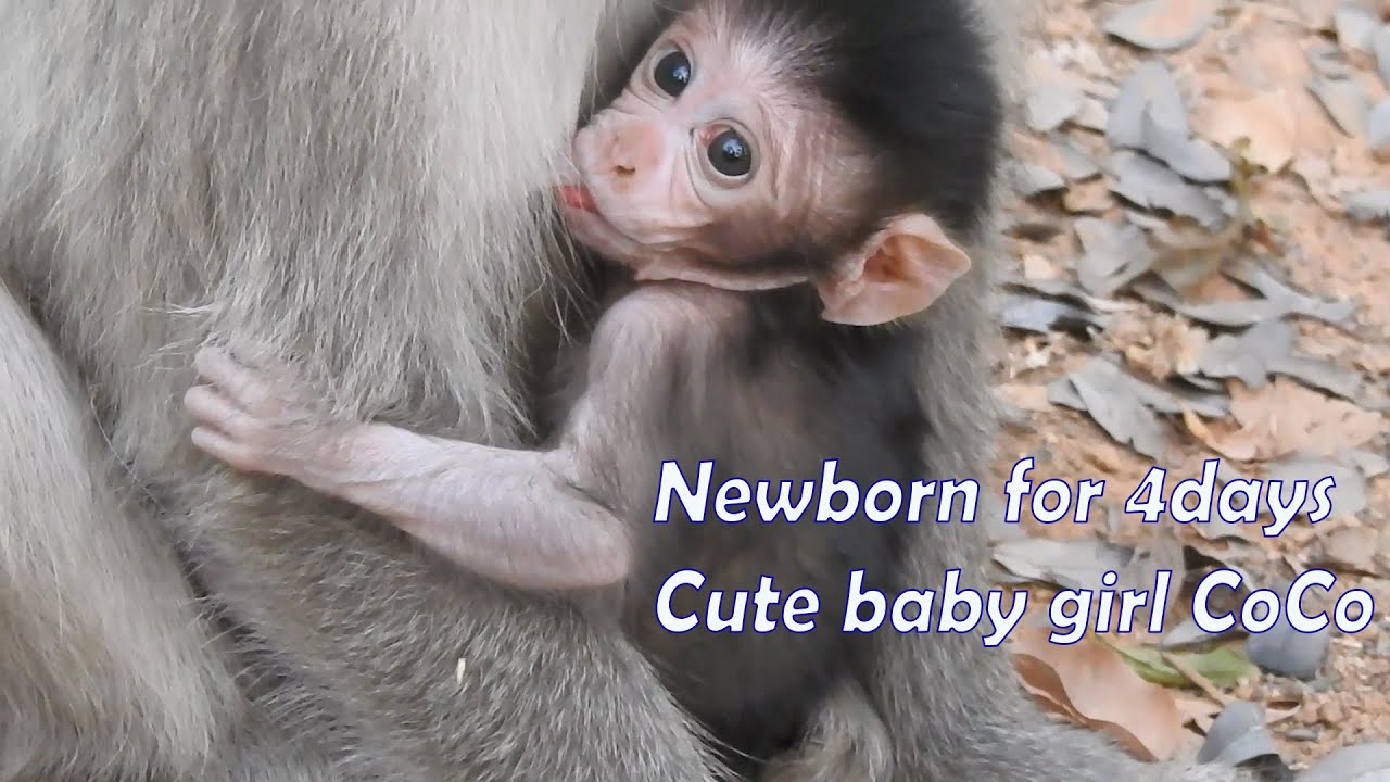 Newborn Cute baby CoCo was born 4 days a go, She is warm and get much ...