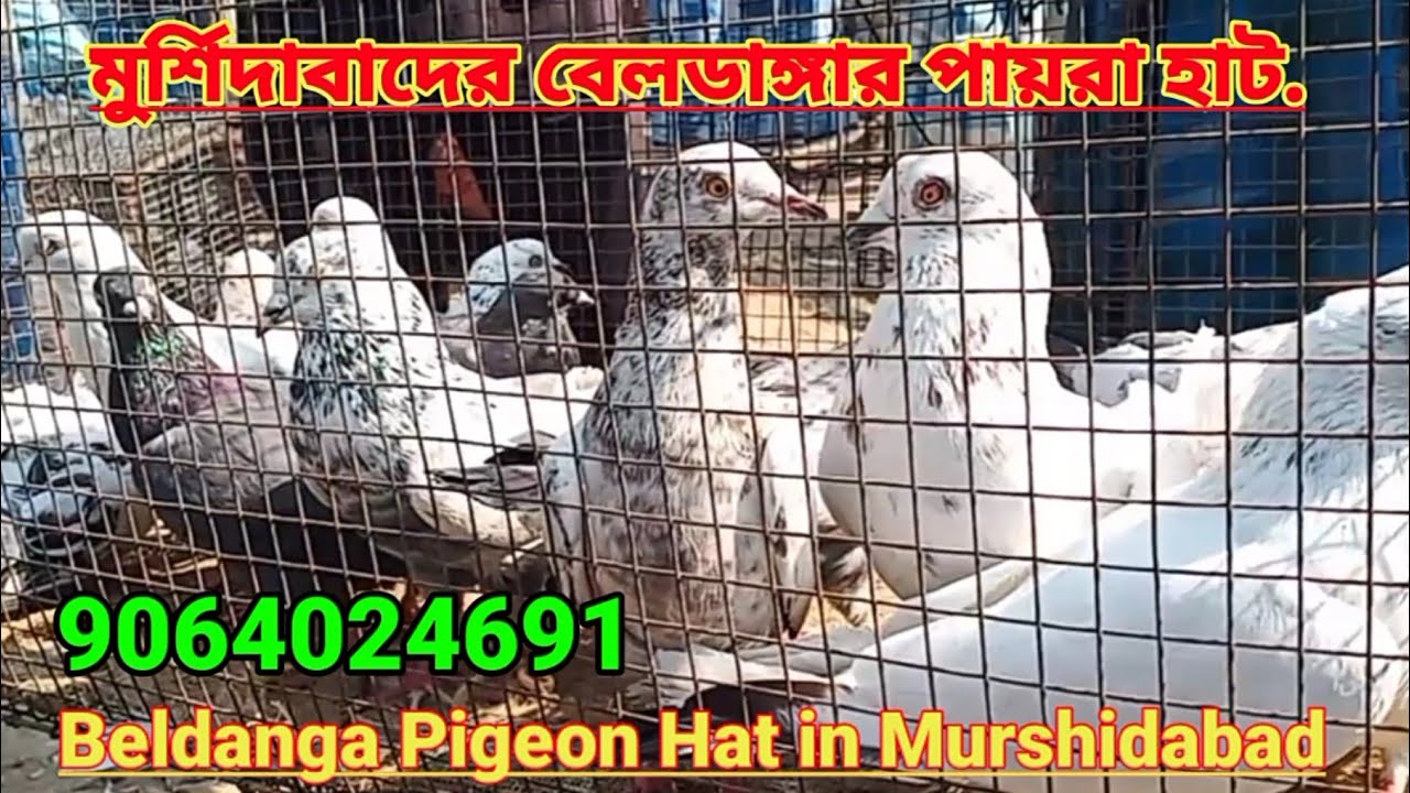 #Pigeon# Kabutor # পায়রা# Beldanga Pigeon Hat in Murshidabad - YouTube