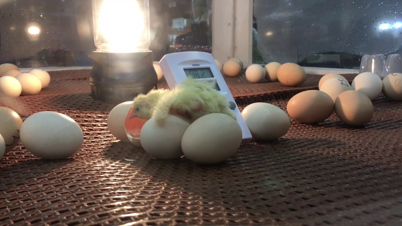 Newly Hatched Chicks at Farm Show - YouTube