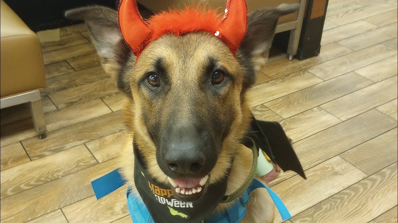 Day in the life of a cardiac alert service dog | Service dog Savior ...