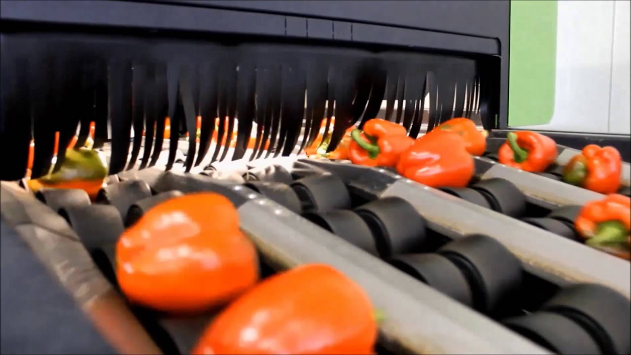 GREEFA - Duijndam - CombiSort 4 lane grading machine for sweet peppers ...