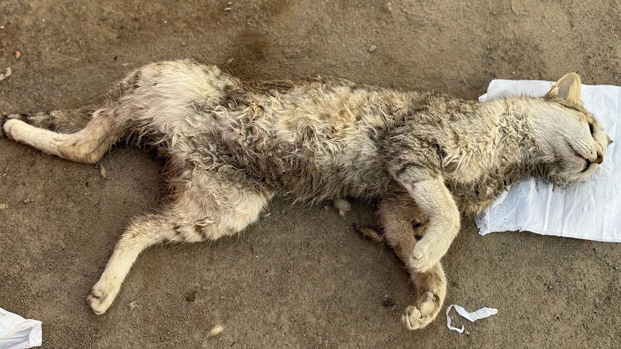 Heartbreaking! Found a White Cat Frozen to Death - YouTube