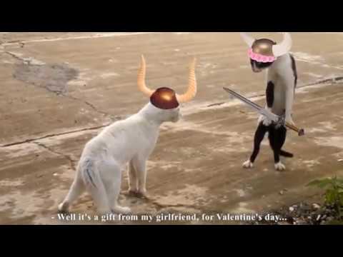 Des chats qui parle , TROP trop DROLE !!!! - YouTube