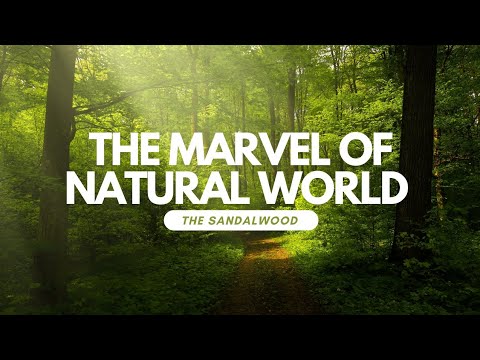 The Marvel of natural world 🌍 - YouTube