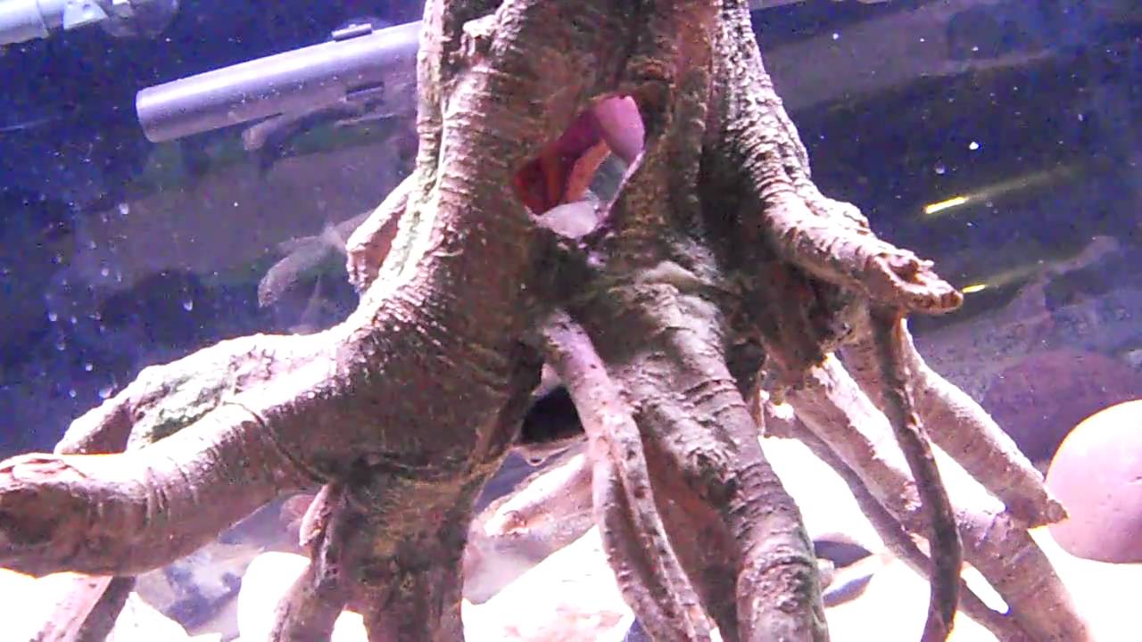 Freshwater Moray Eel (Gymnothorax tile) feeding - YouTube