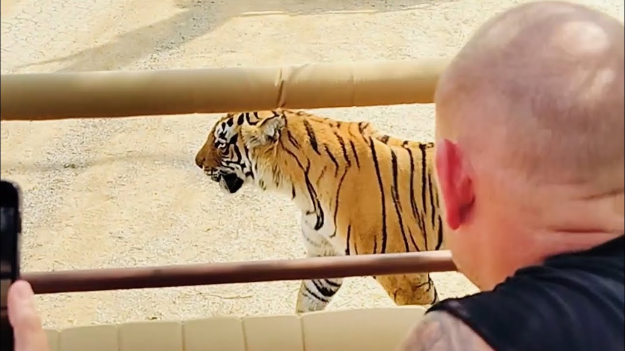 "Unleashing the Huntress: Fearless and Fierce" Tigress moves fearlessly ...