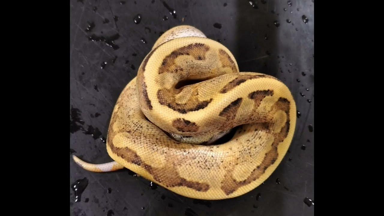 Female Ball python vanilla cream fullstripe with ringer. Reupload - YouTube