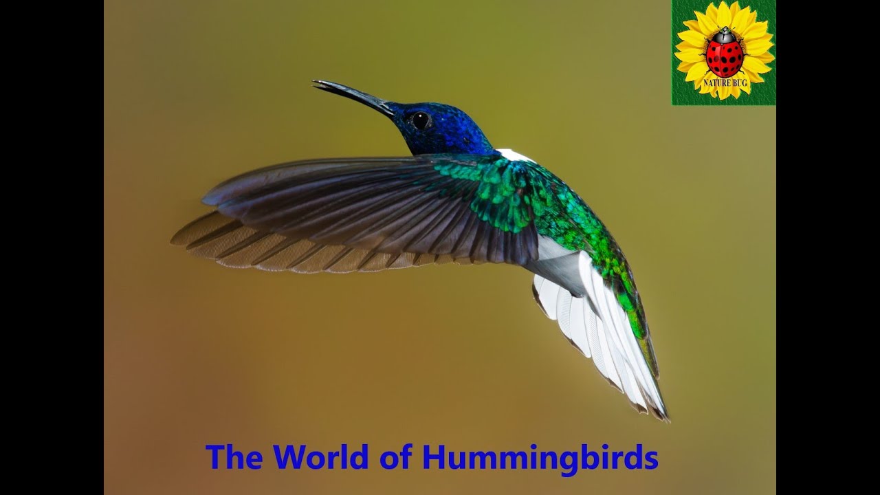 Hummingbirds - YouTube