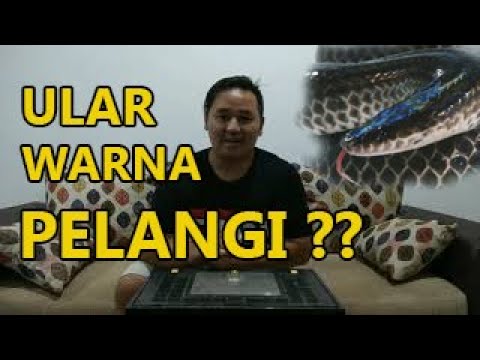 Ular berwarna pelangi alias Sunbeam snake | Ular Pelangi Xenopeltis ...