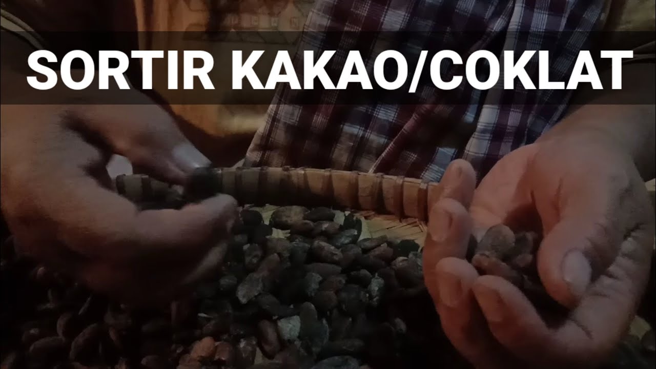 MELIHAT PROSES SORTIR BIJI KAKAO / COKLAT - YouTube