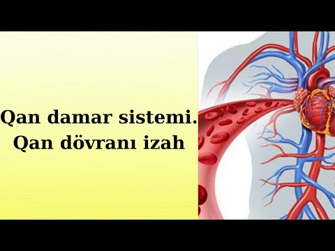 Qan dövranı .Qan damar sistemi ətraflı izah