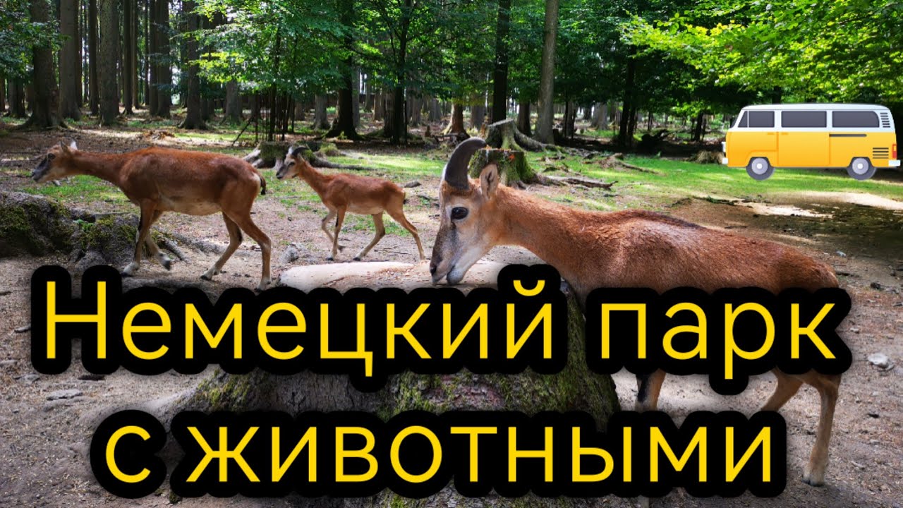 Wildpark Poing. Germany - YouTube