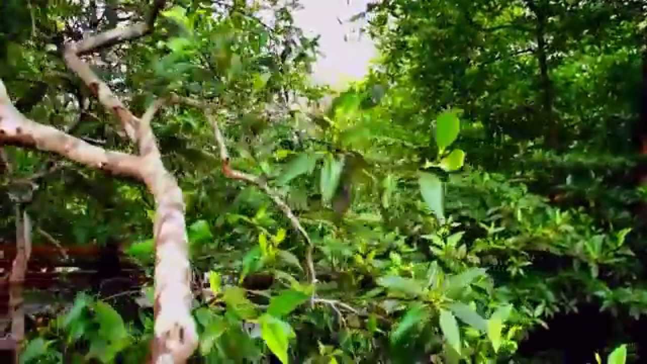 Beautiful Water Pollution in the Mangrove Forest - YouTube