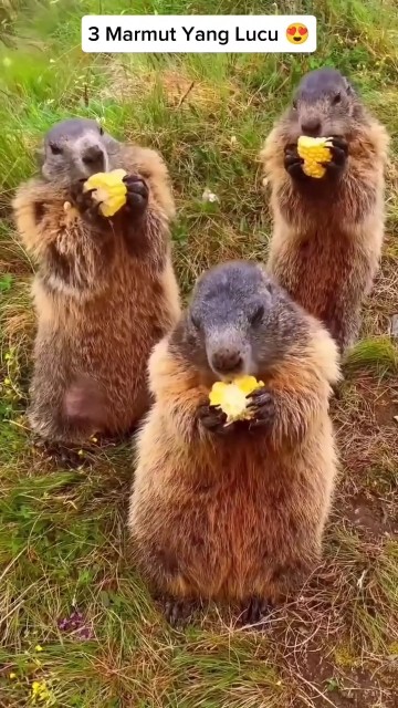 3 Marmut lucu 😍. #animals #animalshorts - YouTube