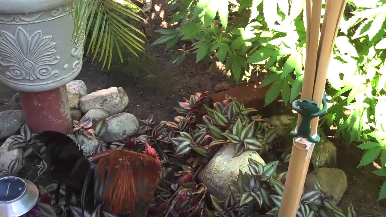 Elvis the stoned rooster! - YouTube
