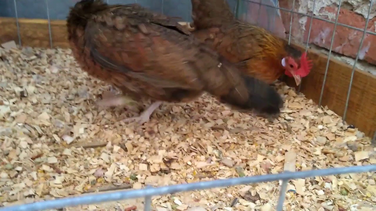 GALLINAS MINIATURA AZTECA ALIMONADA Y RETINTA - YouTube
