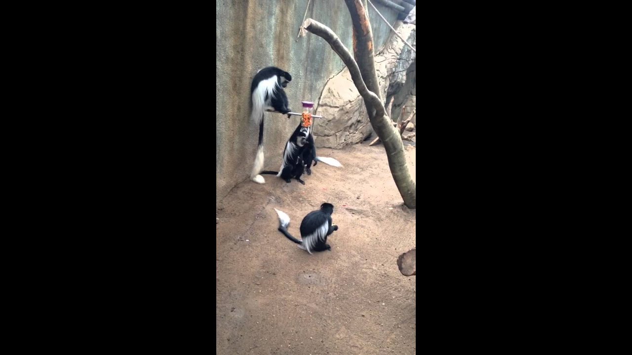Colobus Monkey Enrichment #1 - YouTube