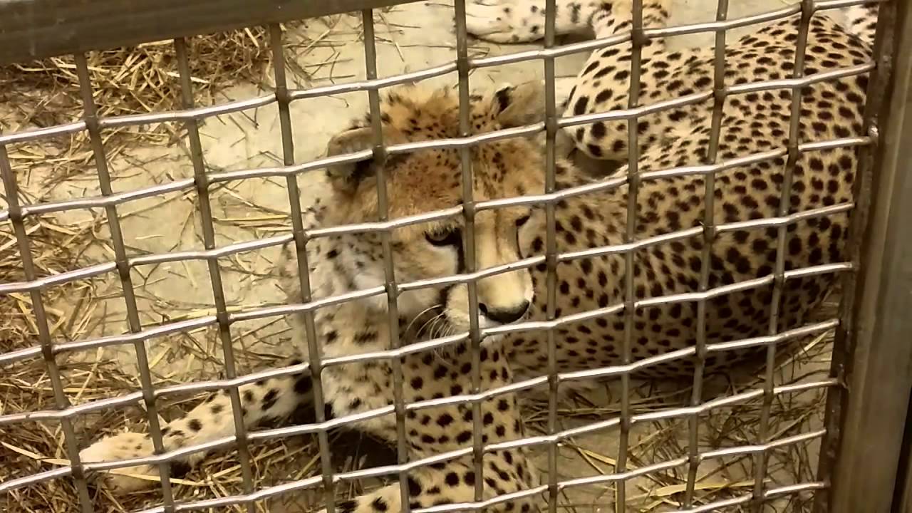 Cheetah chirping - YouTube