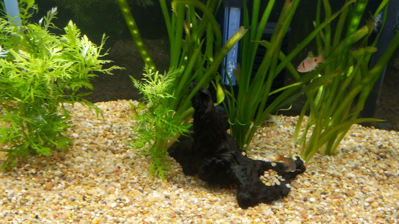Fluval Plant 3.0 led light on a deep tank - YouTube