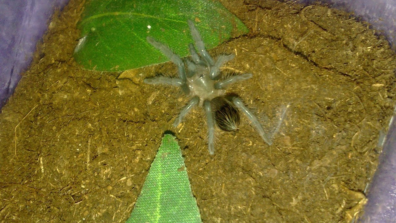Feeding 3 tarantulas (Brachypelma verdezi) [Inferion7] - YouTube