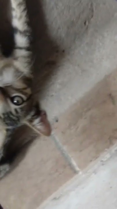 el gato xd😵 - YouTube