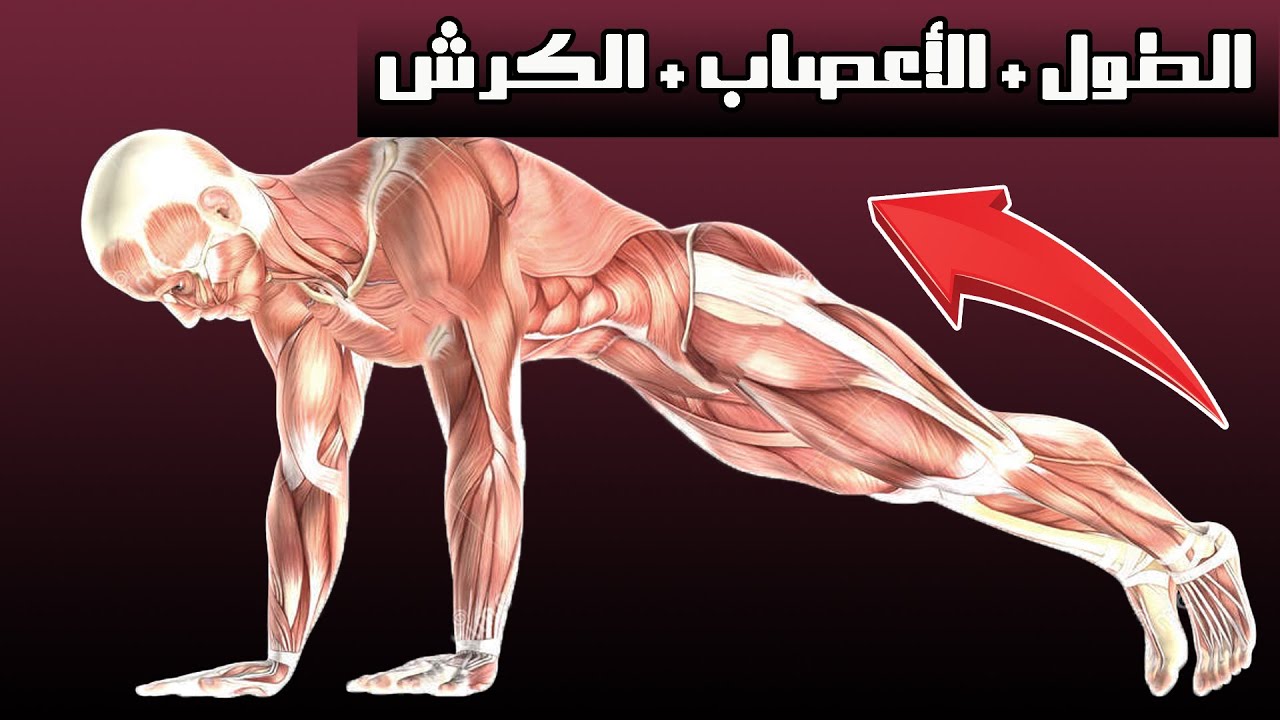 3 دقائق تحدي البلانك plank لزيادة الطول والاعصاب والتخلص من الكرش - YouTube