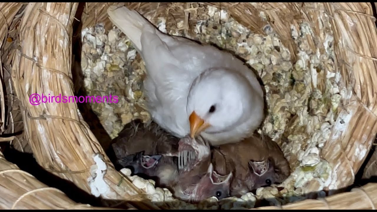 Mother white zebra finch feeding her three babies - YouTube