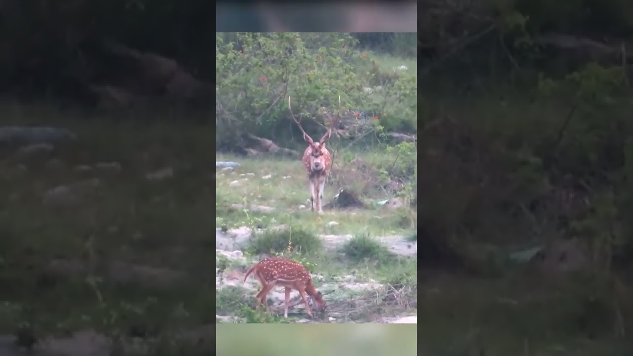 Drooling on seeing female 😅 alpha male deer rutting. barasingha large ...