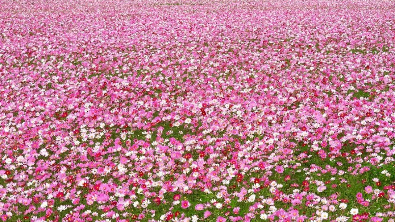 Fields of Blossoming Flowers - YouTube