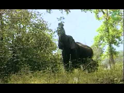 Elephant chase & capture in Jungle - The Last Migration - Part 1 - YouTube