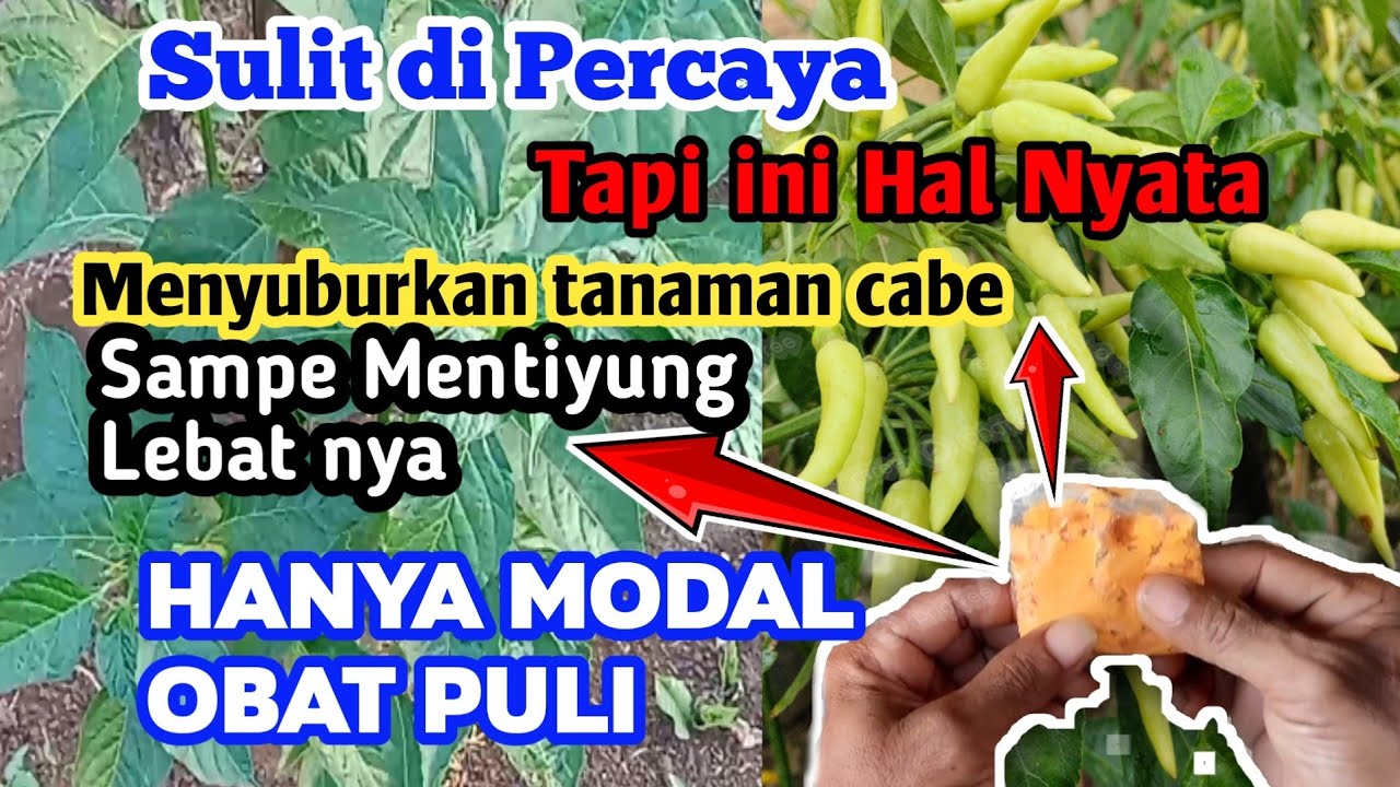 Ilmu Baru 🔴 Menyuburkan Tanaman Cabe Cukup Obat Puli dan Buah Sampe ...