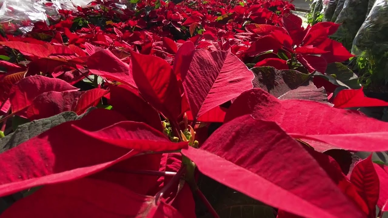 Hechos del Agro - Pascuas y arbolitos de navidad - YouTube