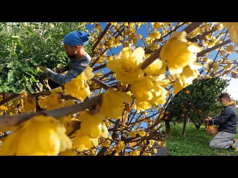 Japonya da Yeni Yilda yine Limon-Portakal ve Bahce isleri−Mini Domates ...