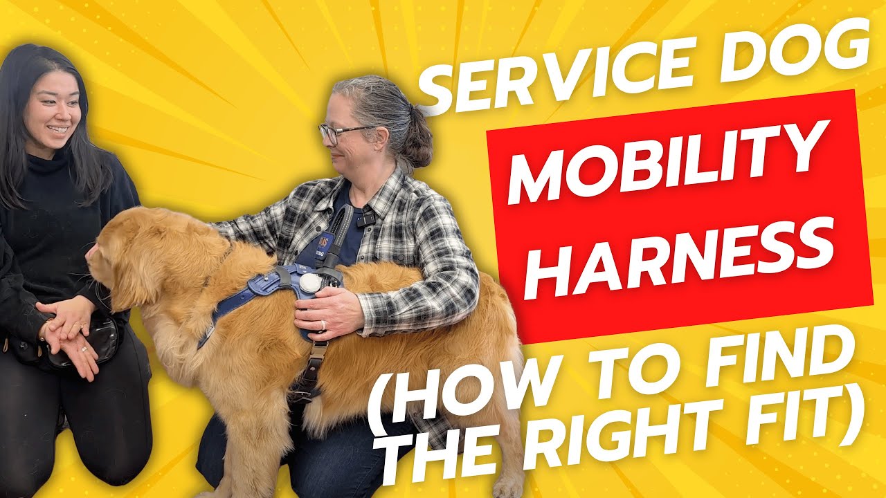 Service Dog Mobility Harness: How to Find the Right Fit - YouTube