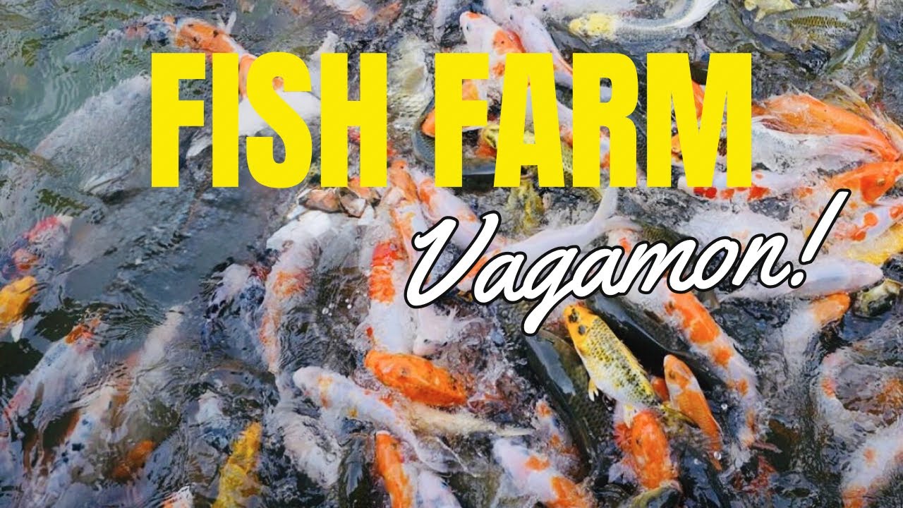 ഒരു അഡാർ fish farm tour | KPM tourist village | Vagamon - YouTube