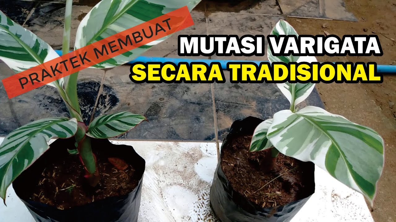 Membuat Mutasi Varigata Secara Tradisional Pada Tanaman Hias - YouTube