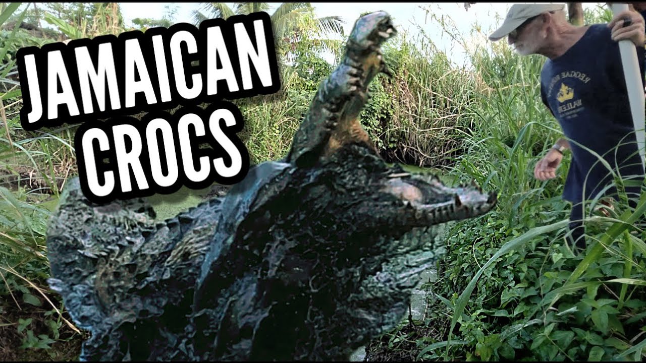 Powerful Crocodiles in Jamaica! - YouTube