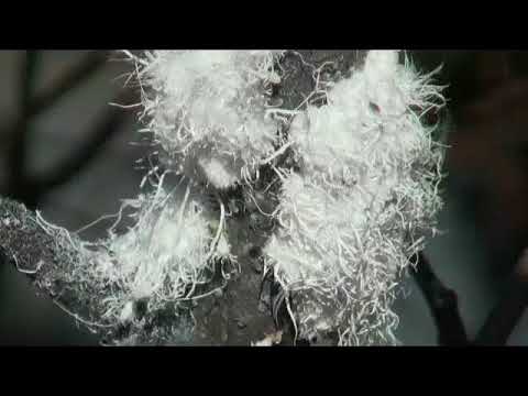 Woolly alder aphid adults and nymphs - YouTube