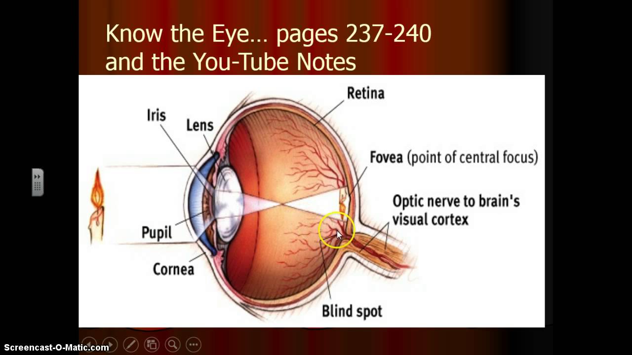 vision-basics-youtube