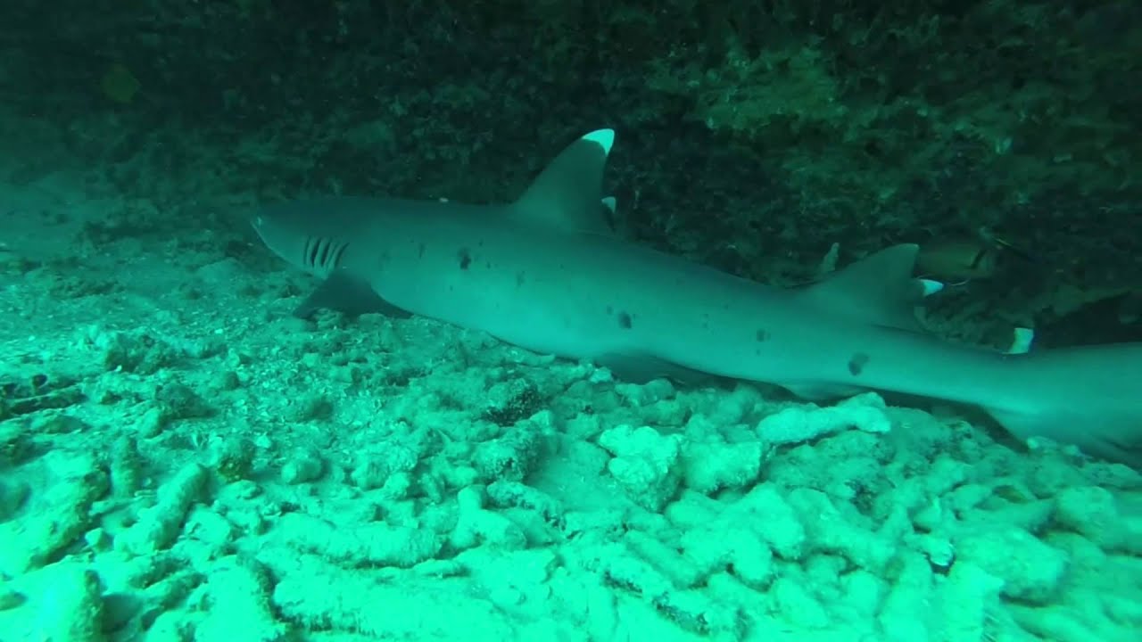 Point Panic Oahu Shark Dive - YouTube