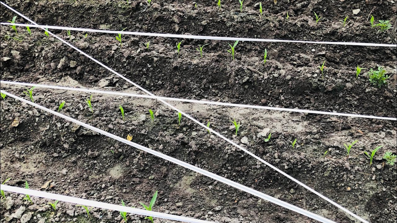 How to keep CROWS FROM EATING YOUR CORN SEEDLINGS! - YouTube