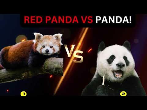 Red Panda VS Panda Show! - YouTube