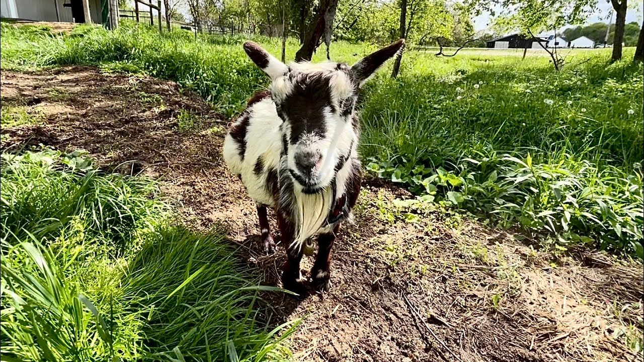 Saying Goodbye To Miss Cookie, Our Oldest & Most Beloved Goat / Friend ...