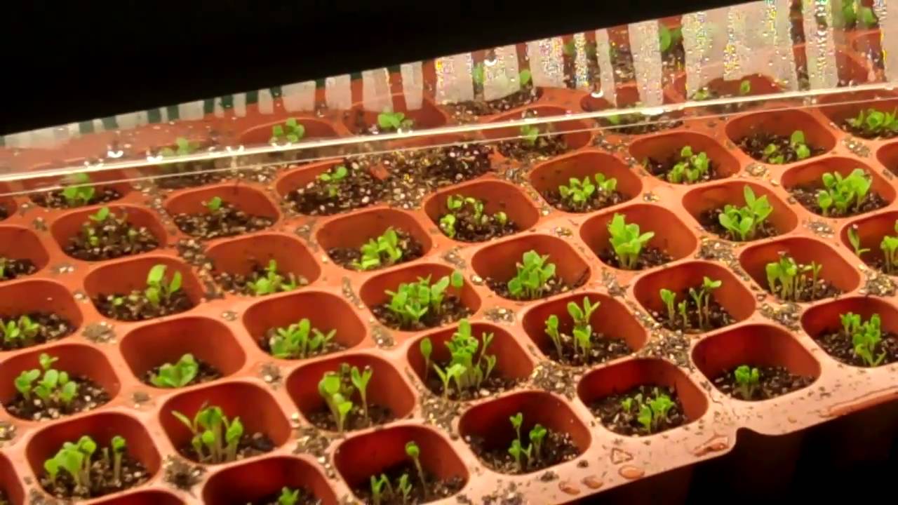 Adventures in Seed Starting... First Sprouts... and a Potting Bench ...
