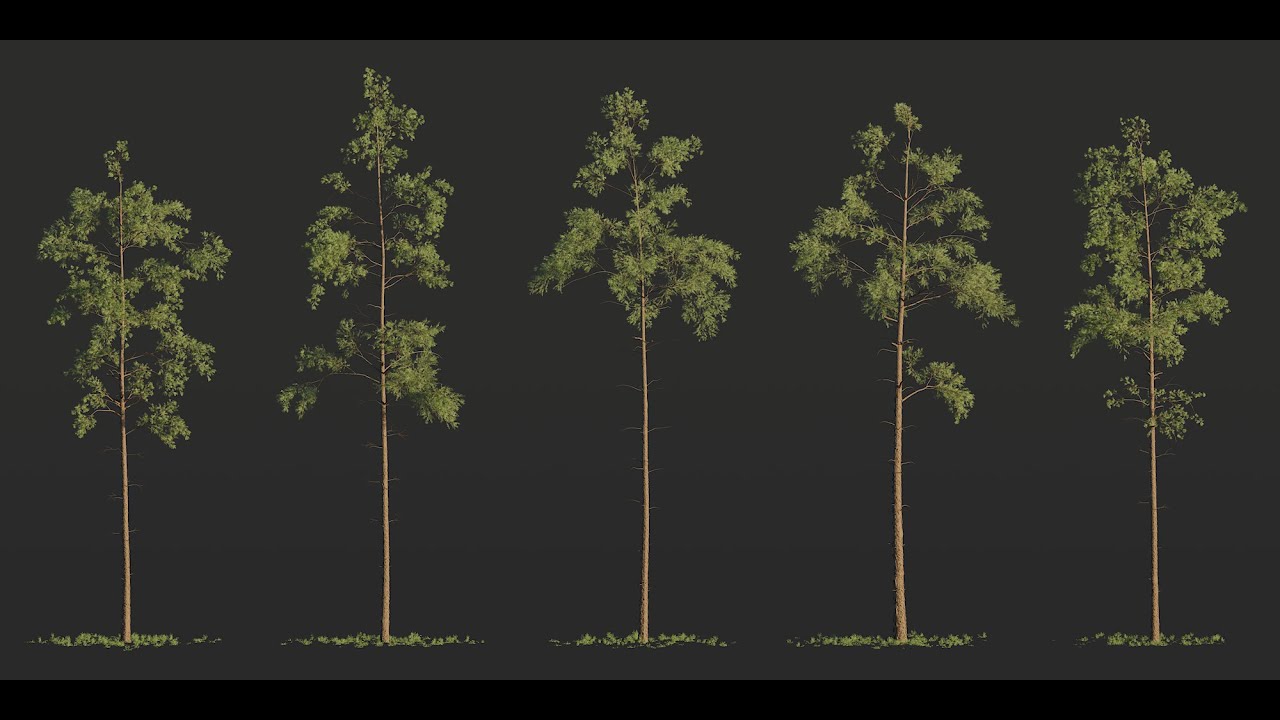 Pine Forest 3D Models - YouTube