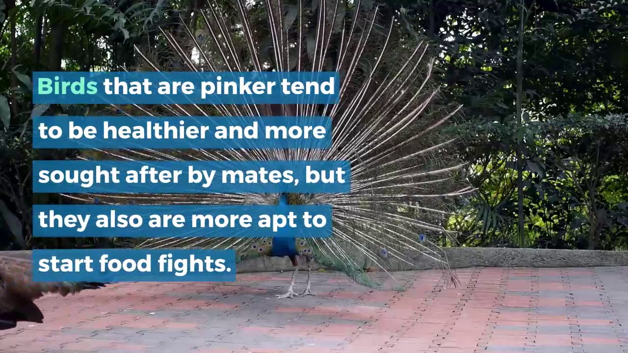 | Pinker Flamingos | are more Aggressive - YouTube
