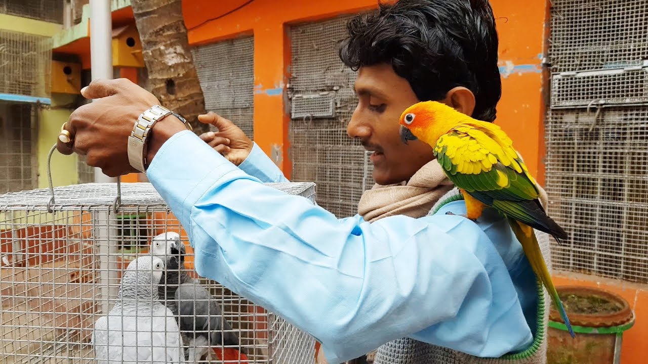 African Grey Parrot Breeding Cage Nest Box Setup Tips Budgies Parrot african-grey-parrot-breeding-cage-nest-box-setup-tips-budgies-parrot