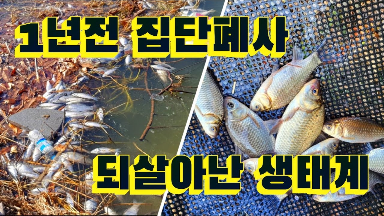 붕어야 살아줘서 고맙다! 다시 되살아난 생태계 / Group death of crucian carp. - YouTube
