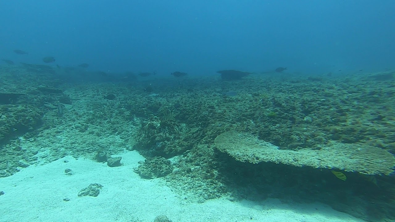 Douglas Shoal Sediment Sampling Panorama Video (2019) A7-1 GH010238 ...