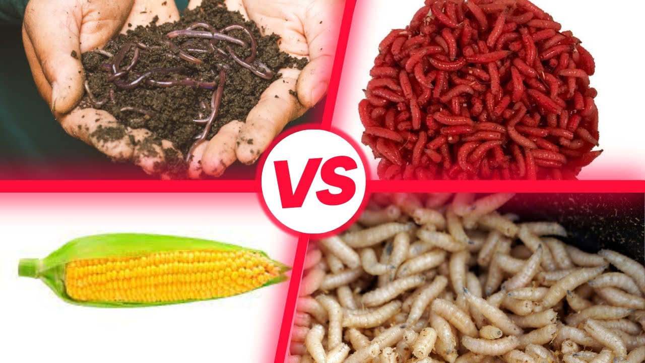 LE MEILLEUR APPAT POUR LA PECHE EN ETANG (vers, teigne, asticots, maïs ...